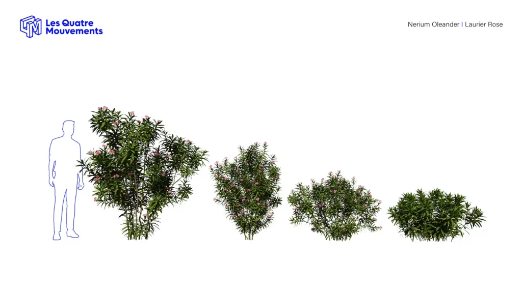 3D Models - Nerium Oleander