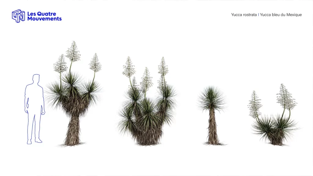 3D model - Yucca rostrata
